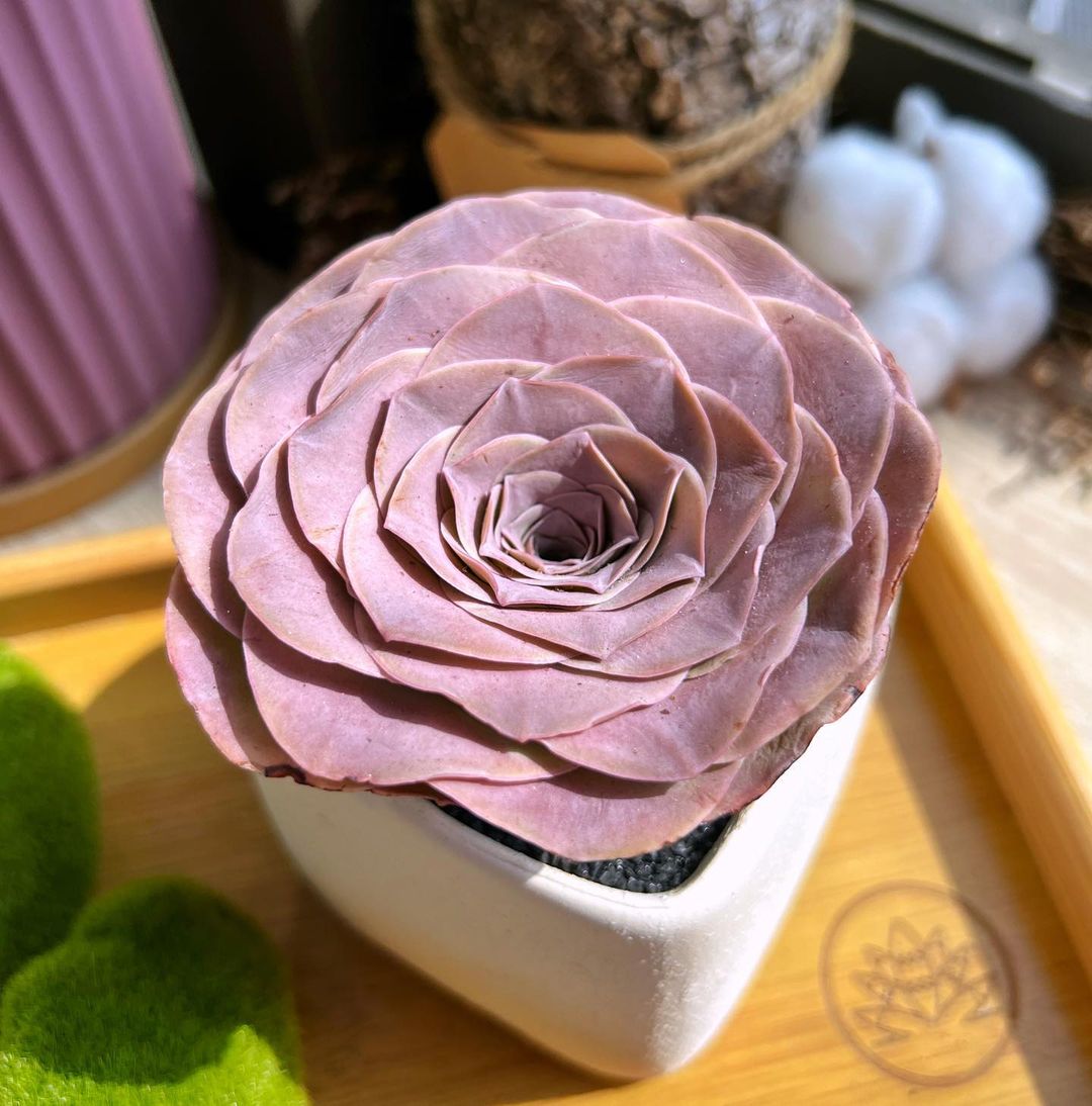 What’s so special about Mountain Rose?