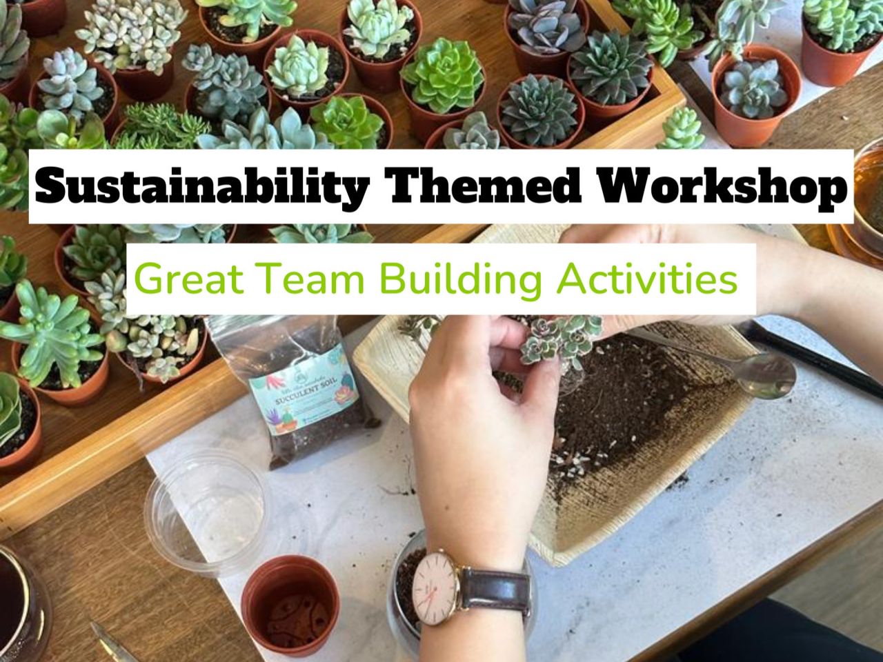 Exploring Sustainability Through Plant Terrarium Workshops: The Perfec