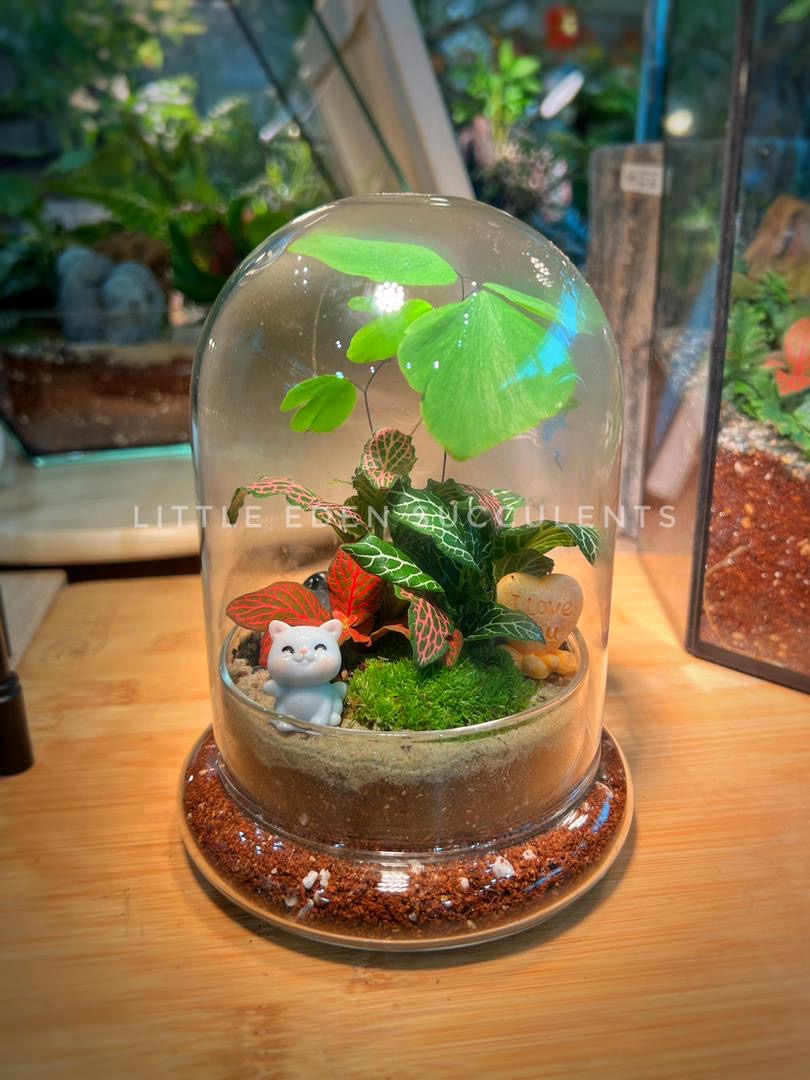 Closed Terrarium Collection