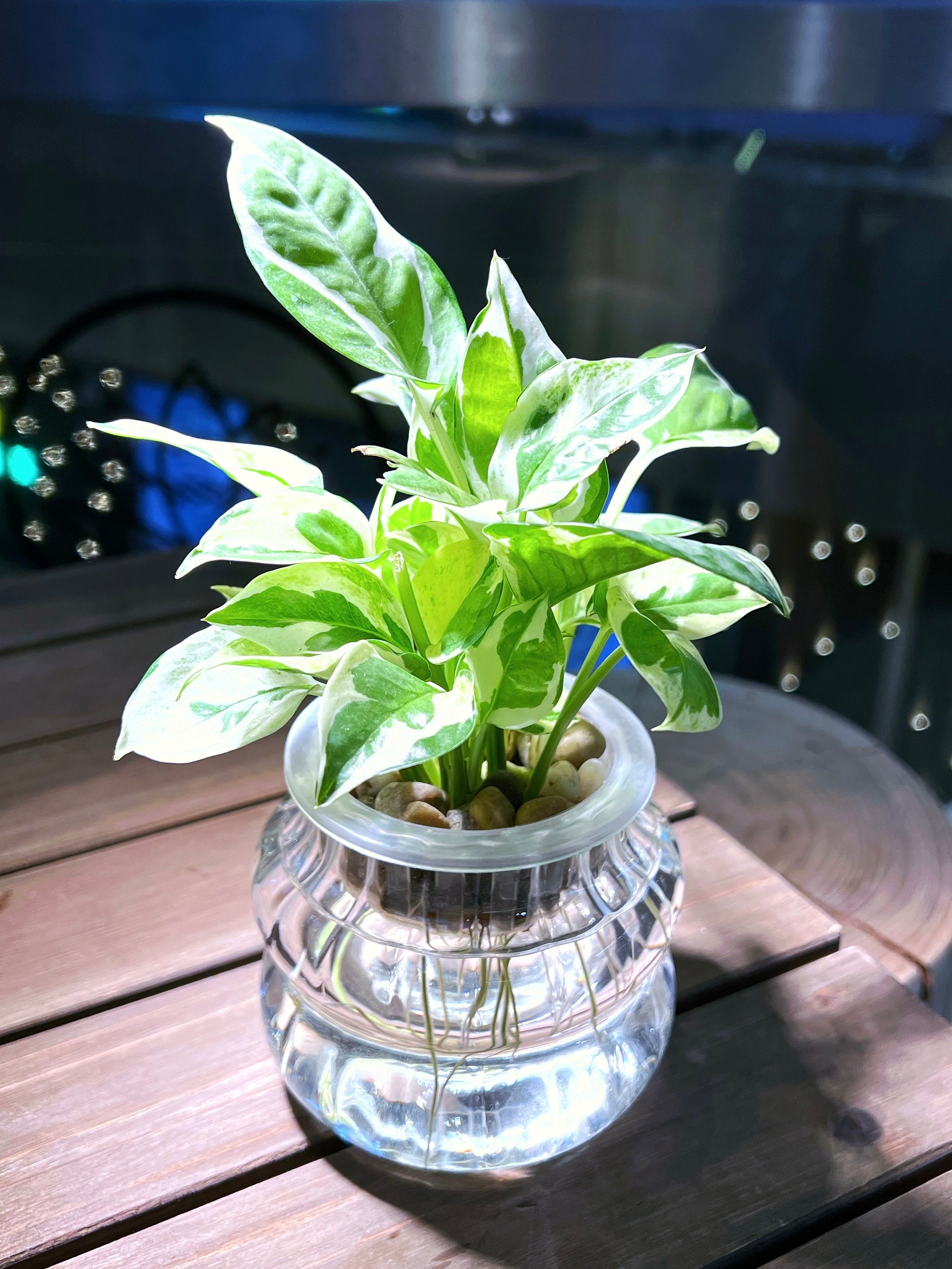 Pothos Njoy (绿萝) in Belly Water Based Glass