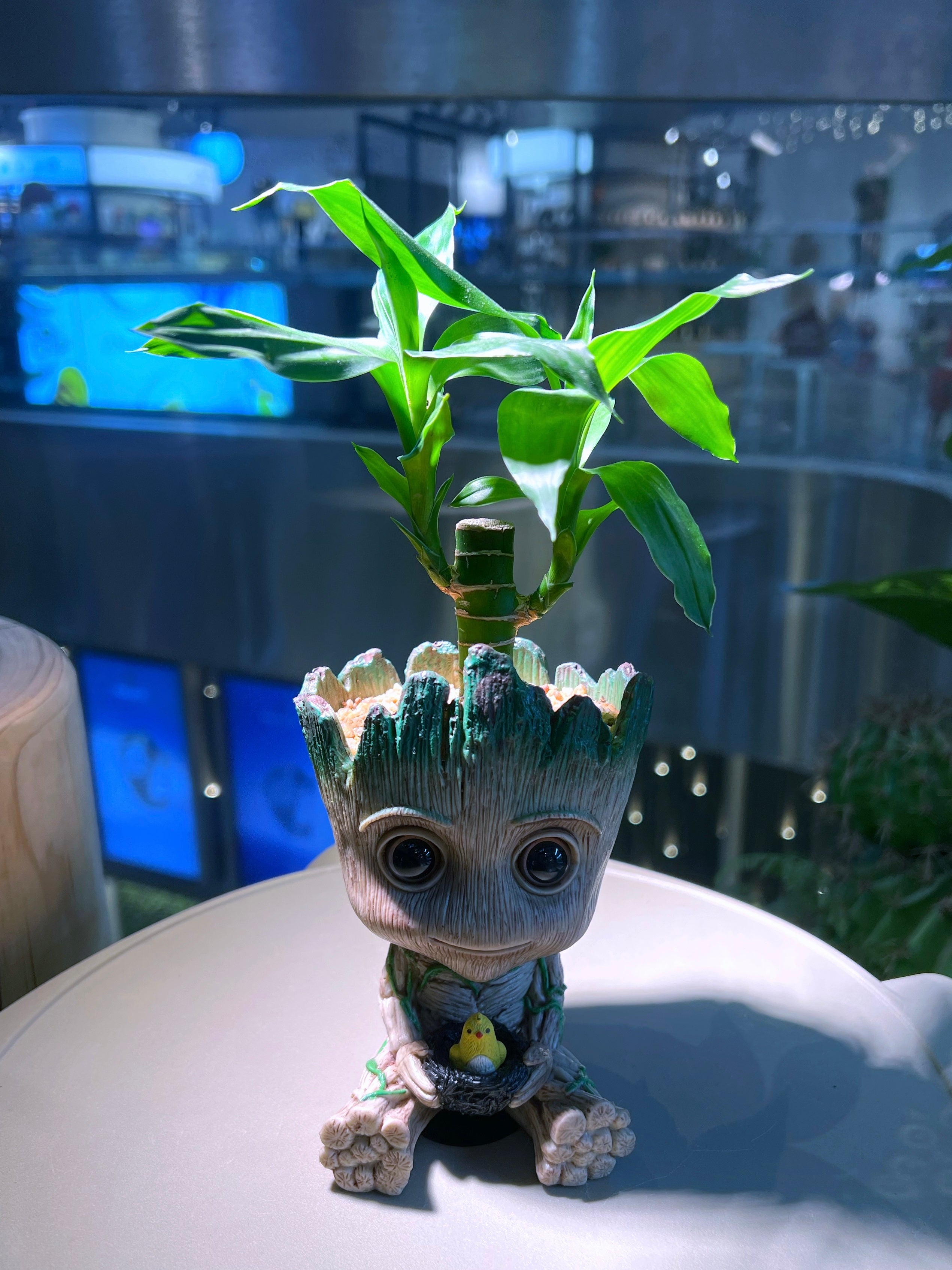 Lucky Bamboo in Groot Pot