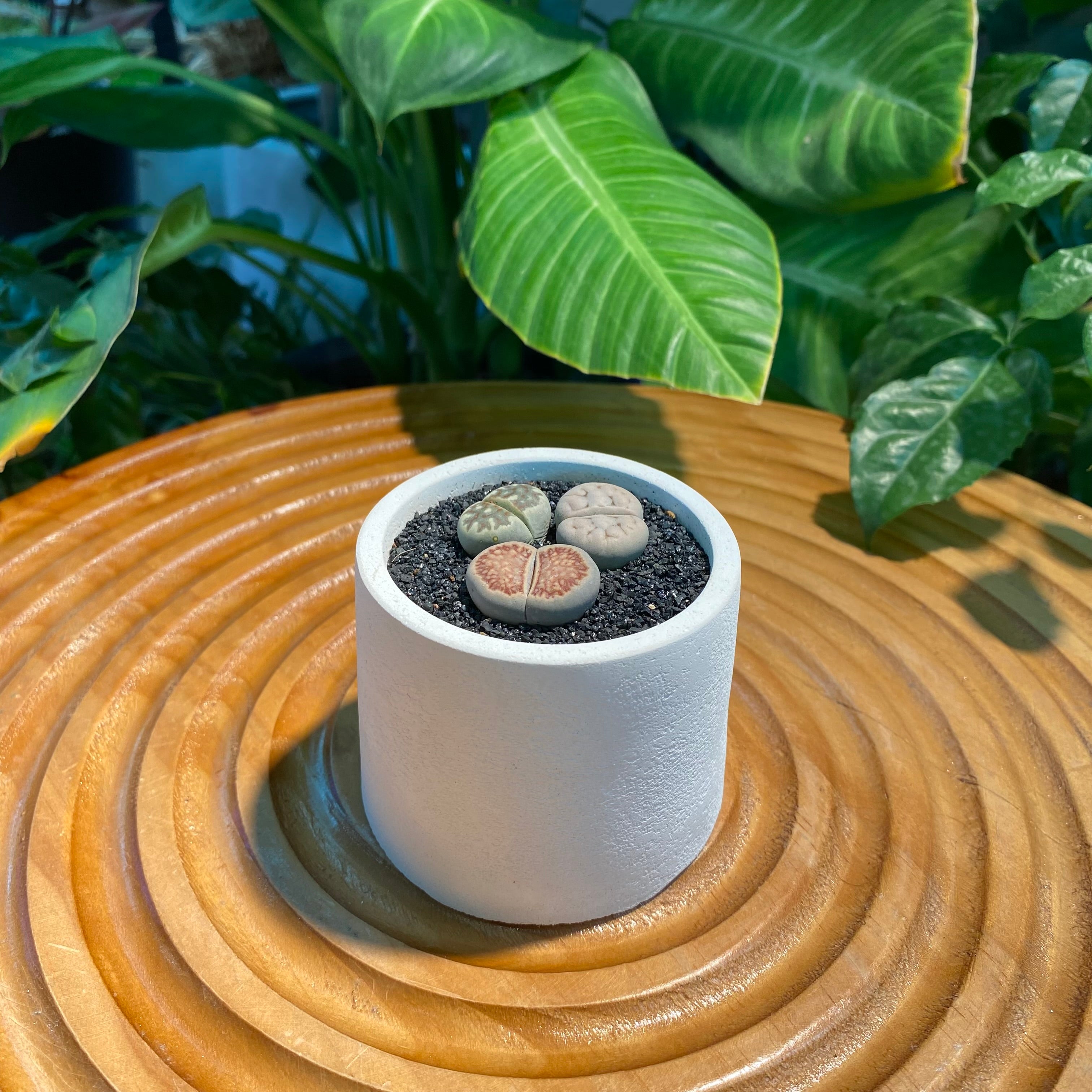 Lithops Collection in White Concrete Pot