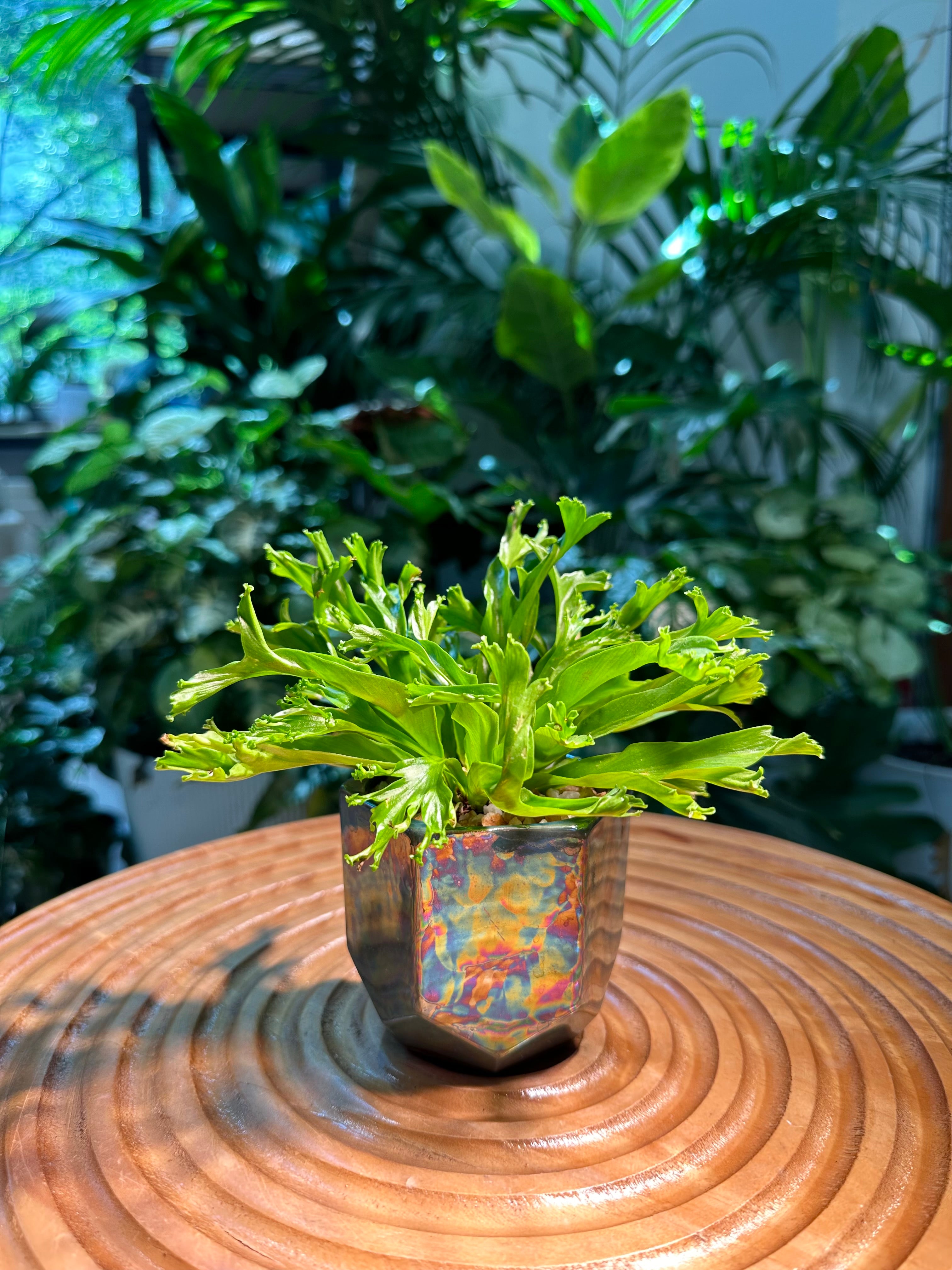 Asplenium Leslie Fern in Designer Pot