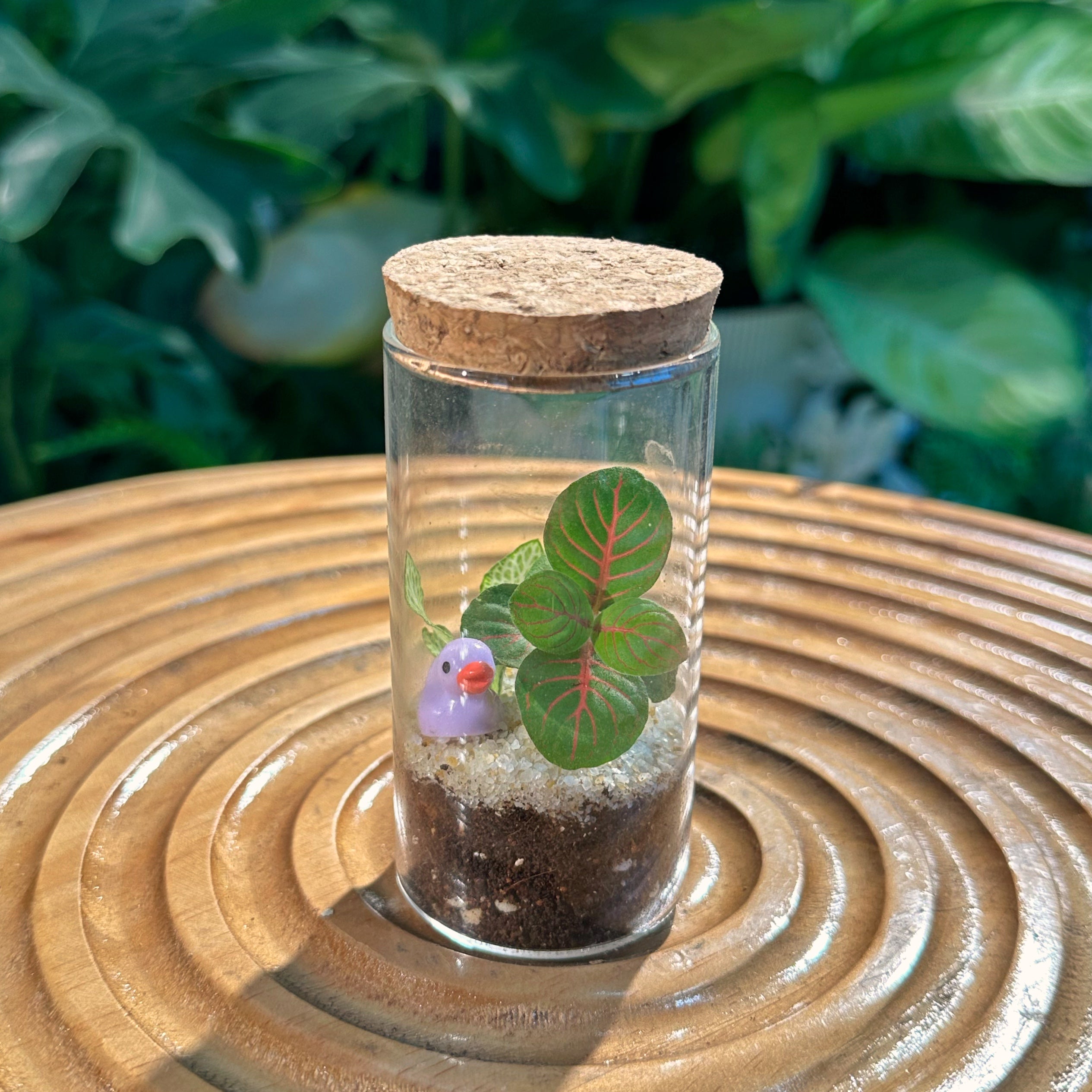 Fittonia in Tall Covered Cyliindrical Glass Terrarium (M)