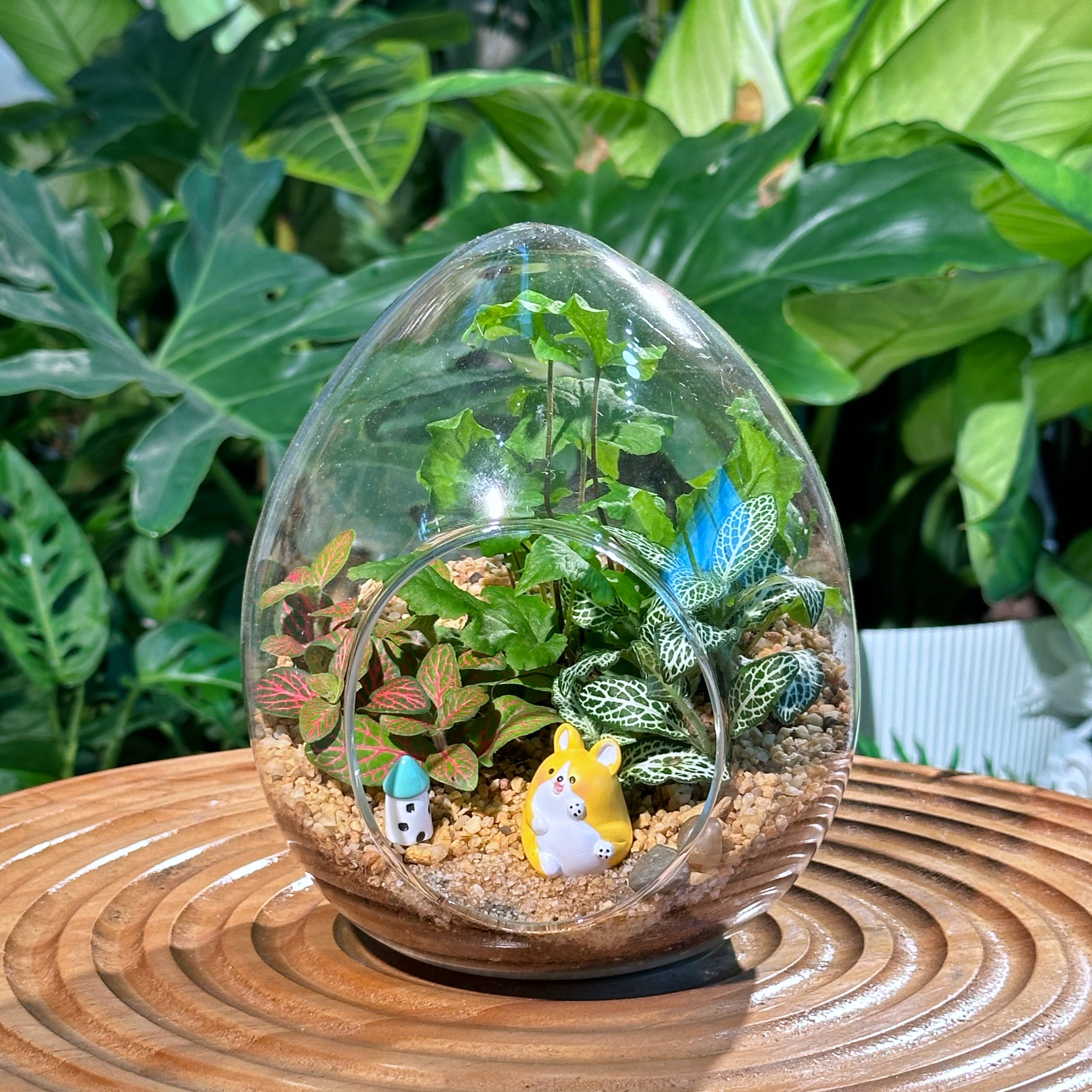 Ready Stock Terrariums Malaysia