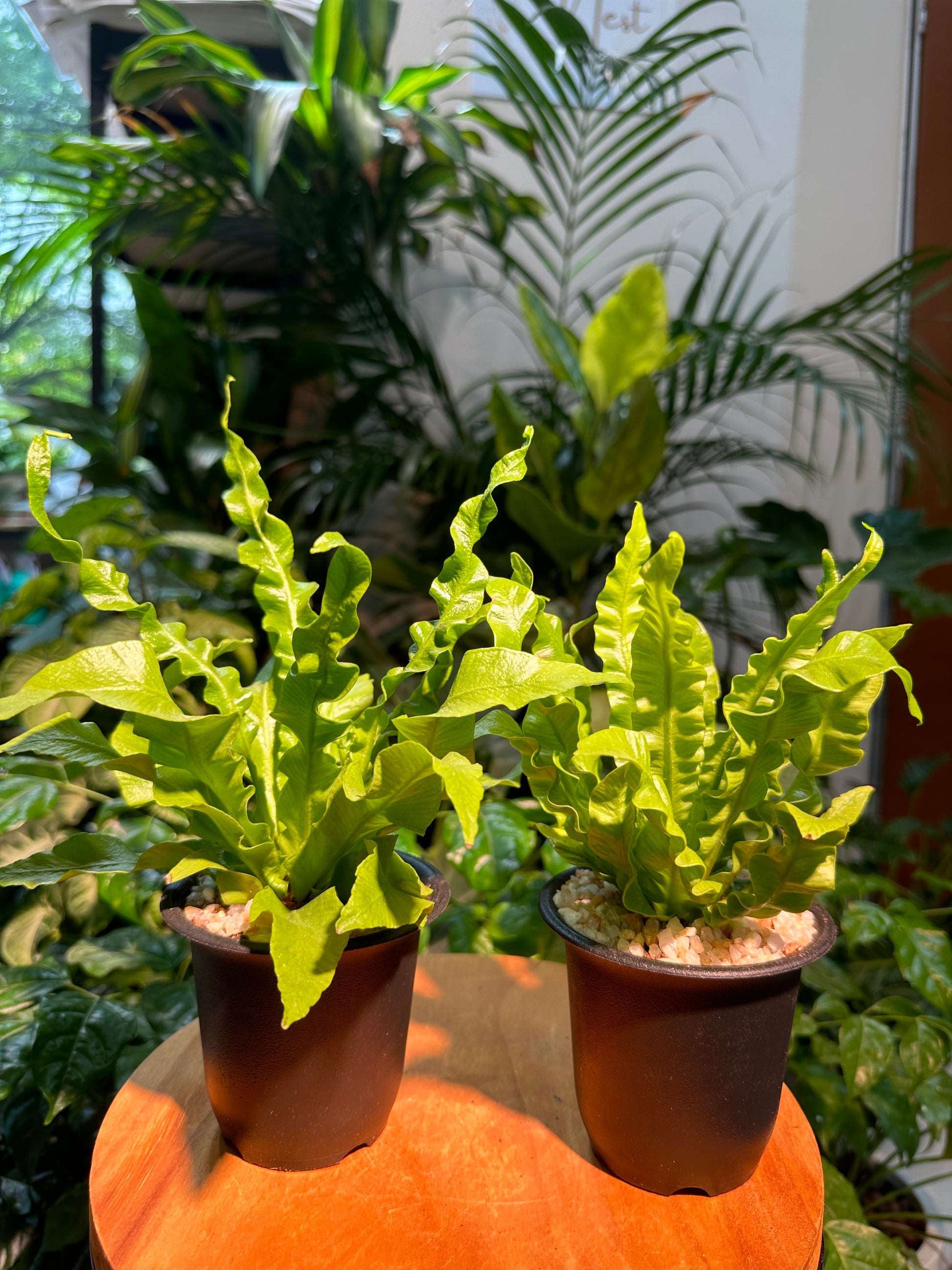 Asplenium Nidus Crispy Wave Fern In Black Plastic Pot asplenium-nidus-crispy-wave-fern-in-black-plastic-pot