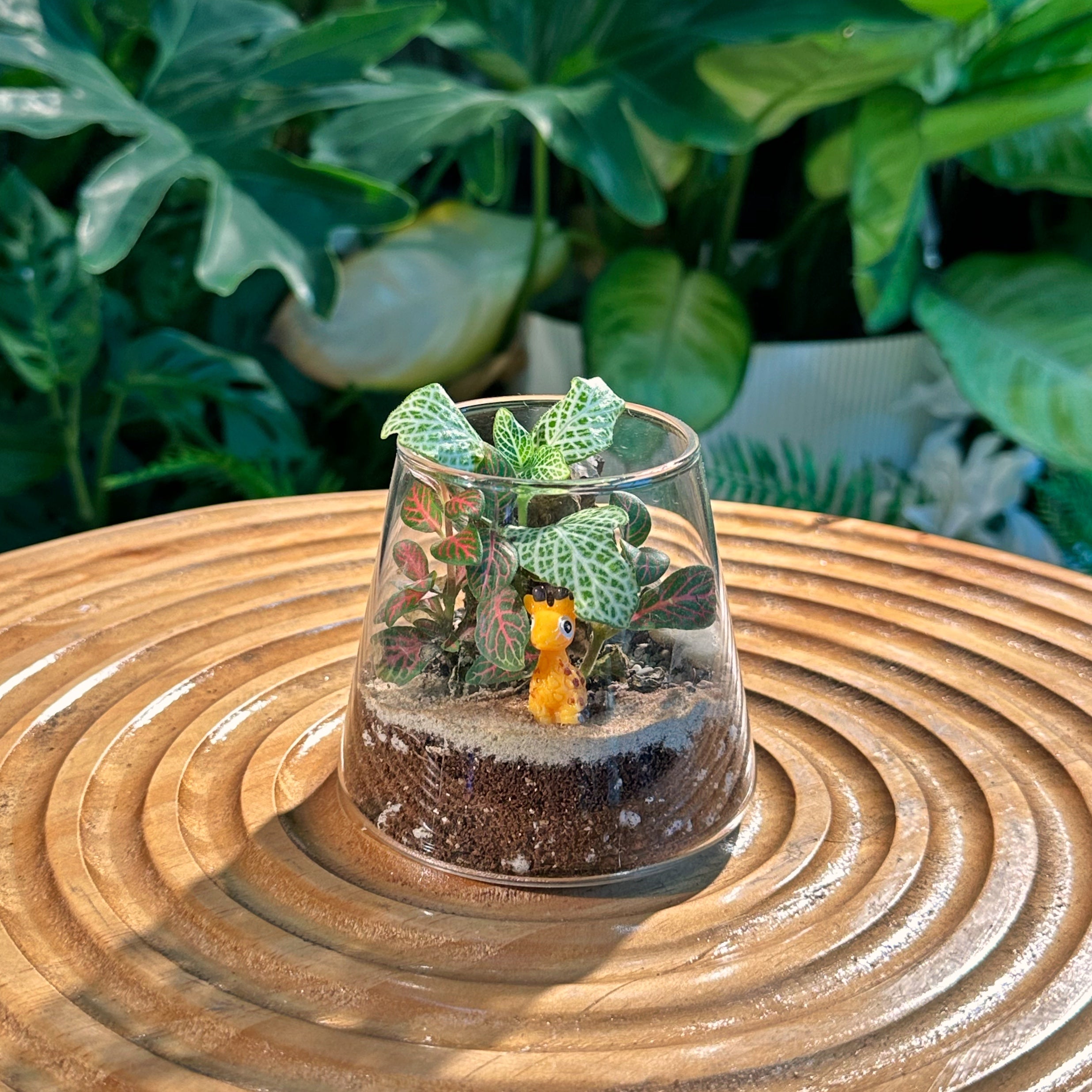 Fittonia Fuji Terrarium