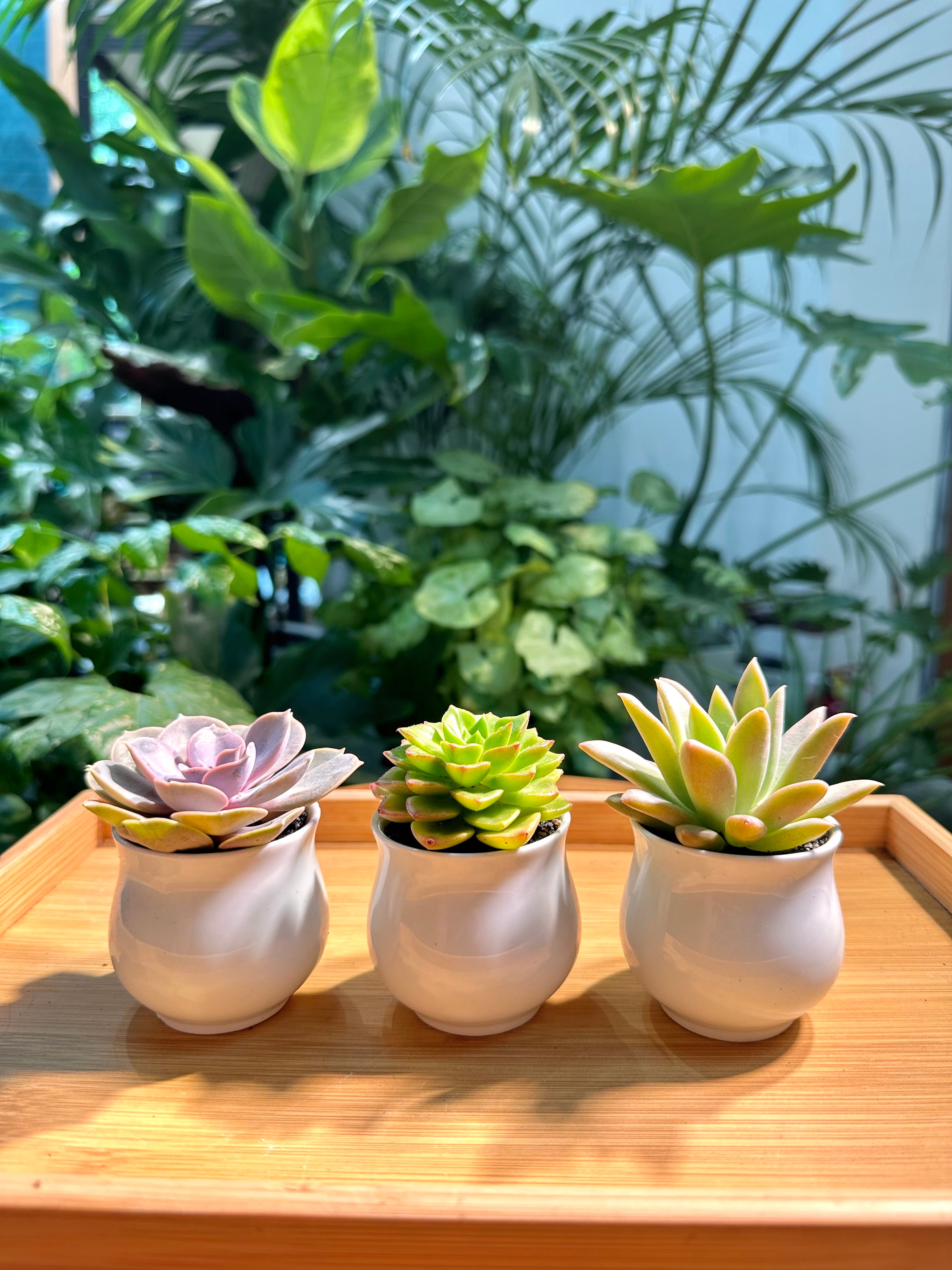 Annual Dinner Door Gifts | Specially curated succulent door gifts