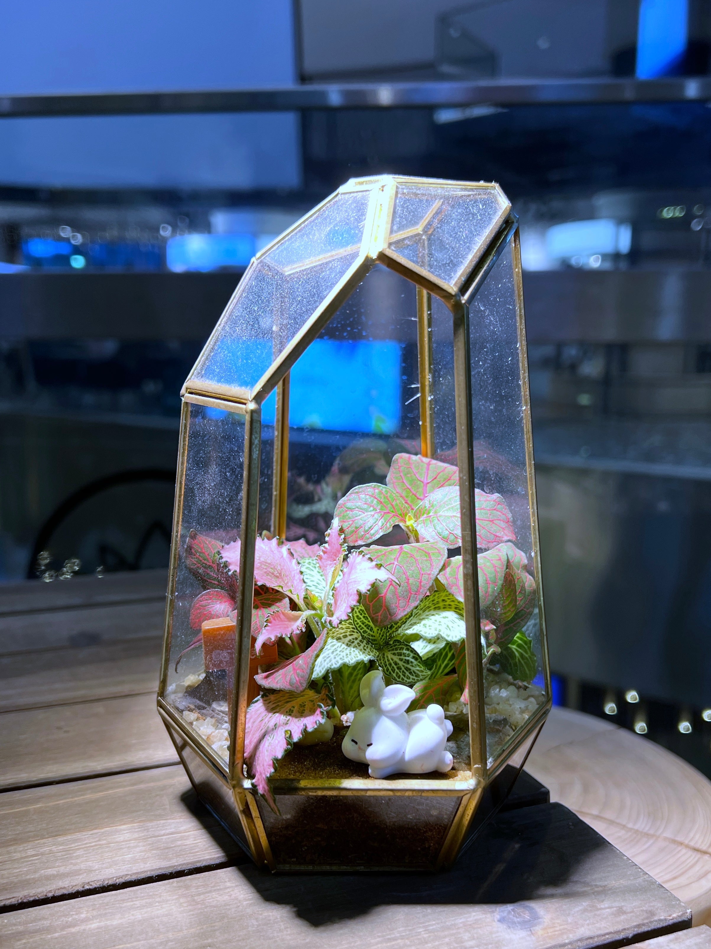 Fittonia Arrangement in Golden Frame Polygonal Terrarium (M)