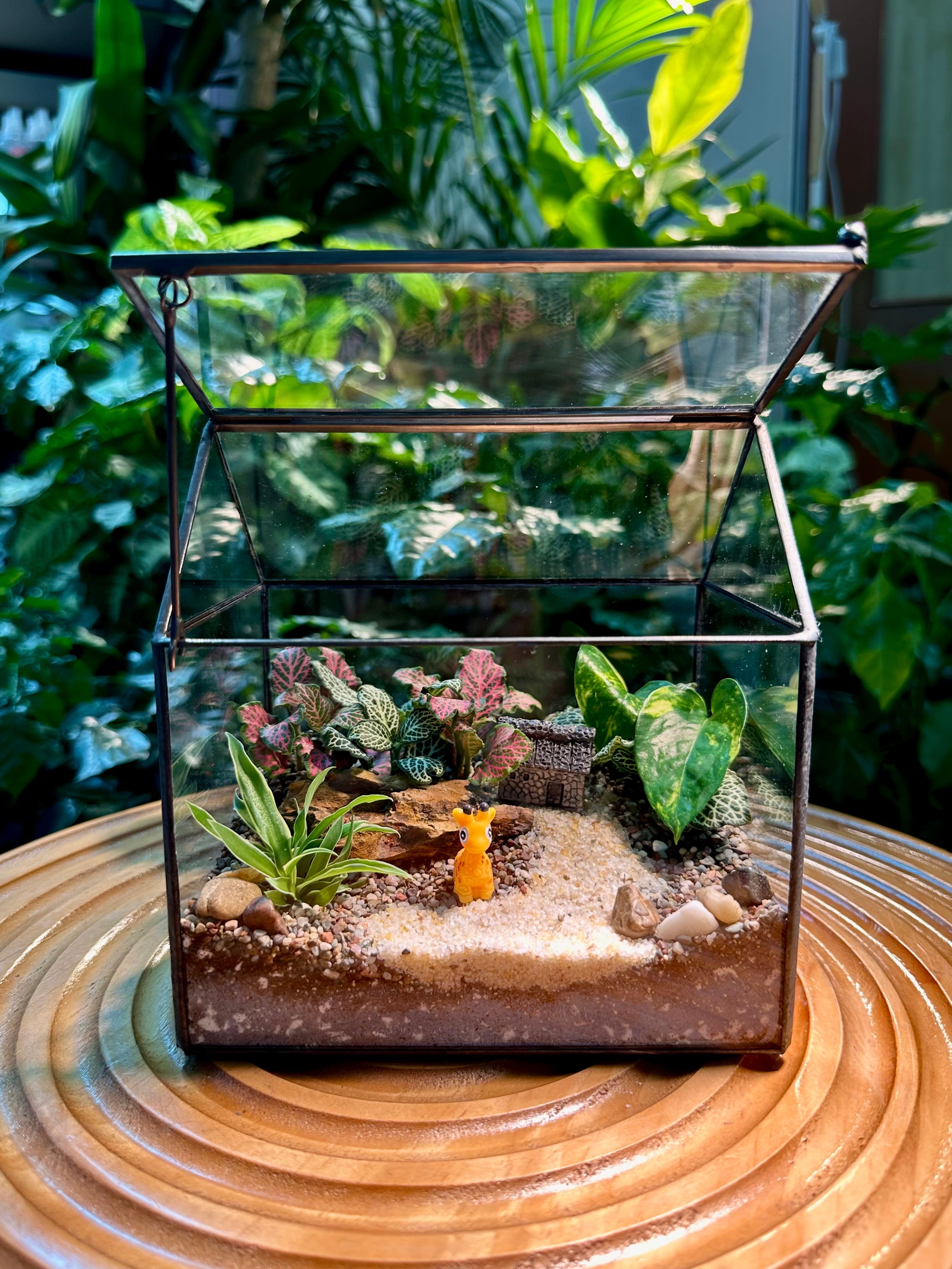 Black Frame Housing Designer Indoor Plant Terrarium