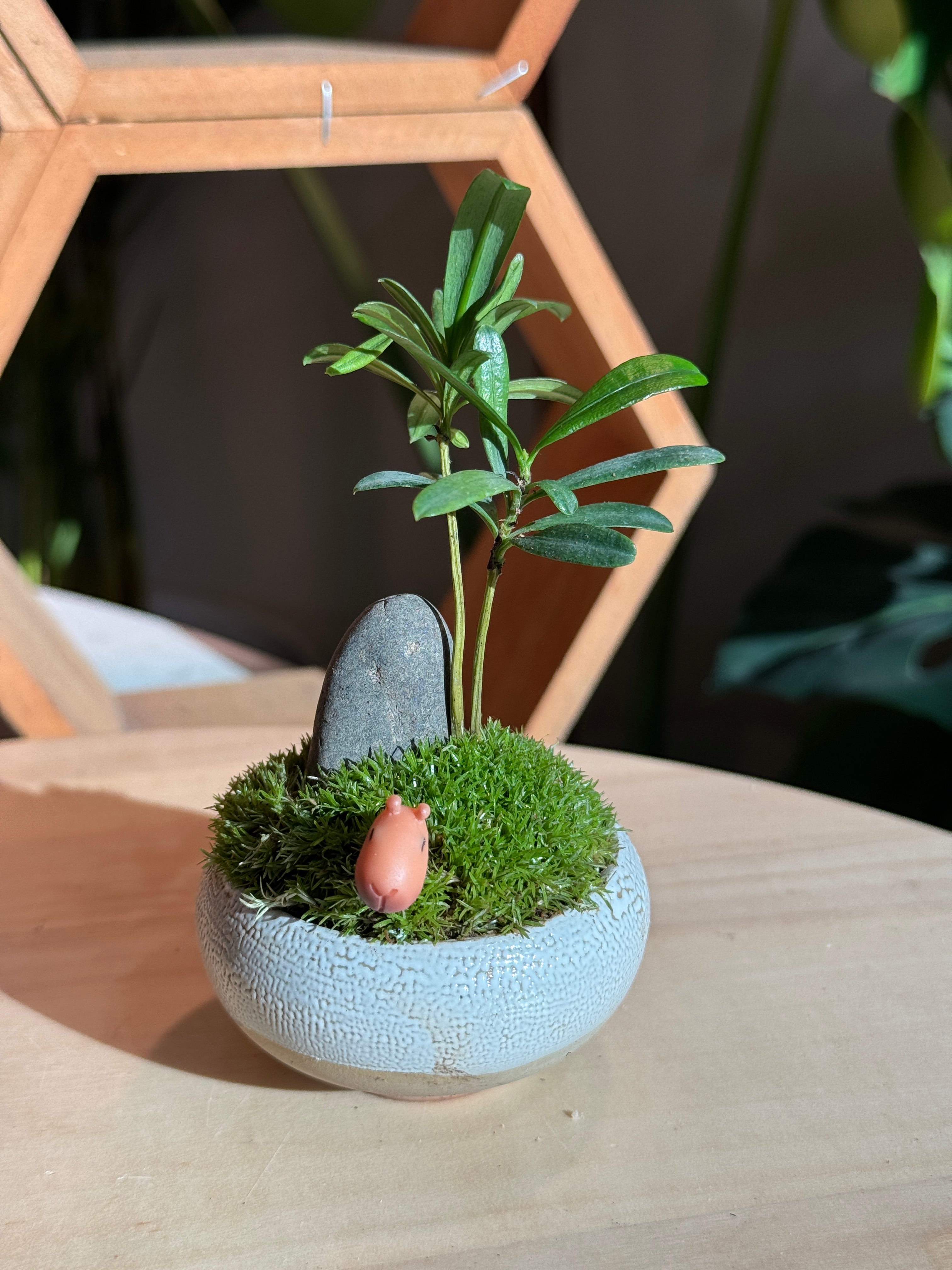 Capybara - Indoor Plants and Moss Arrangement in Green Ceramic Pot