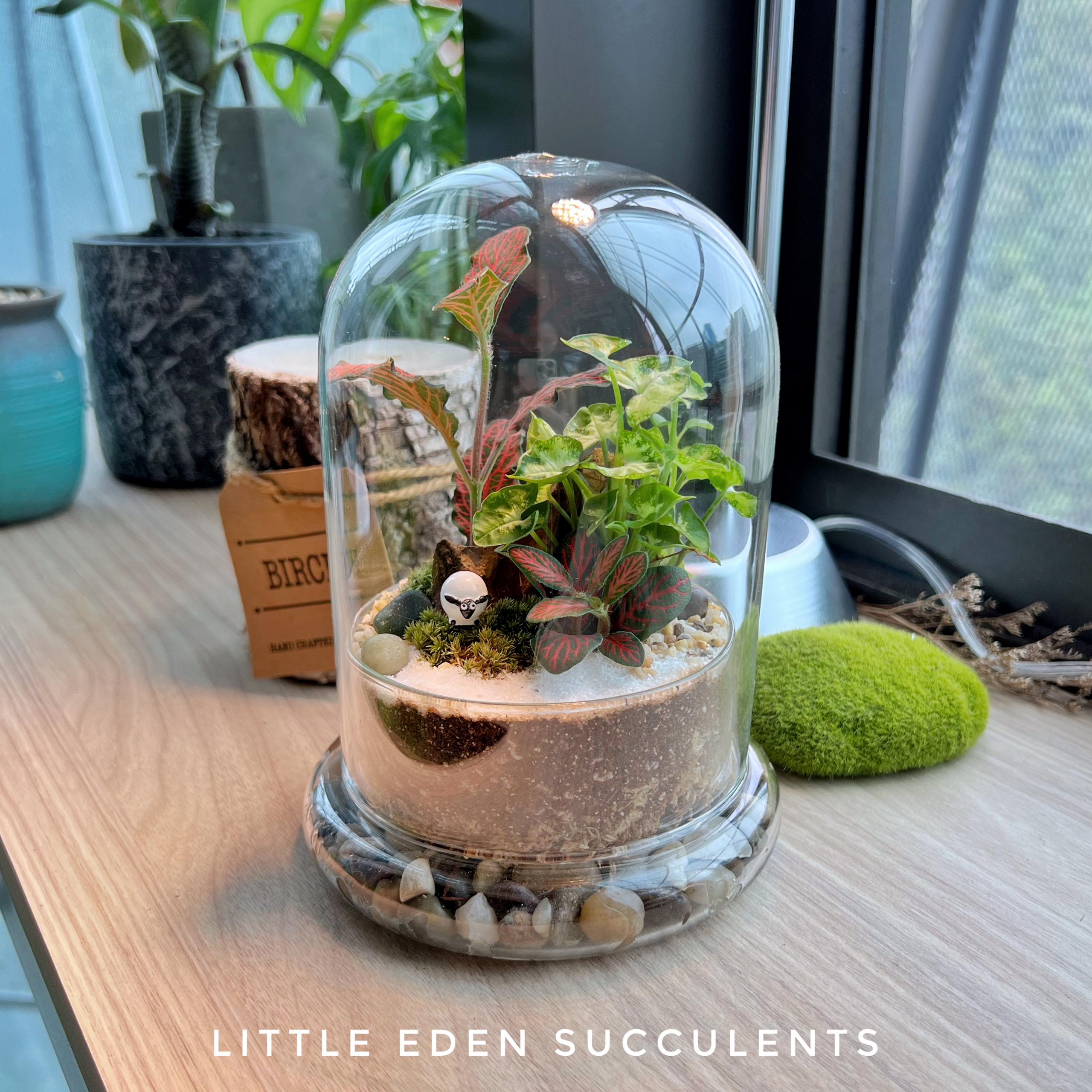 Fittonia and moss indoor terrarium (M)