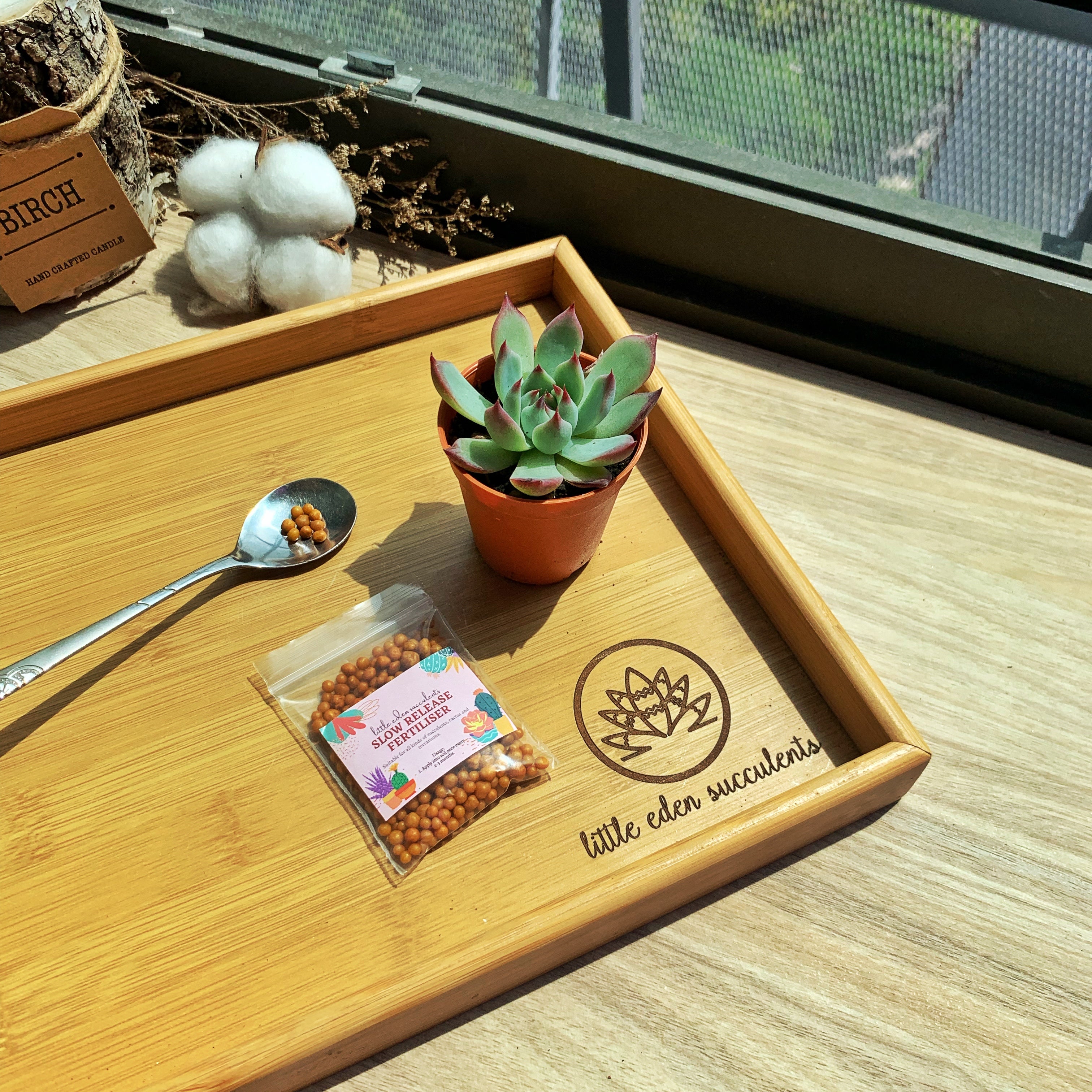 A Beginner’s Guide to Terrariums: Everything You Need to Know Before ...